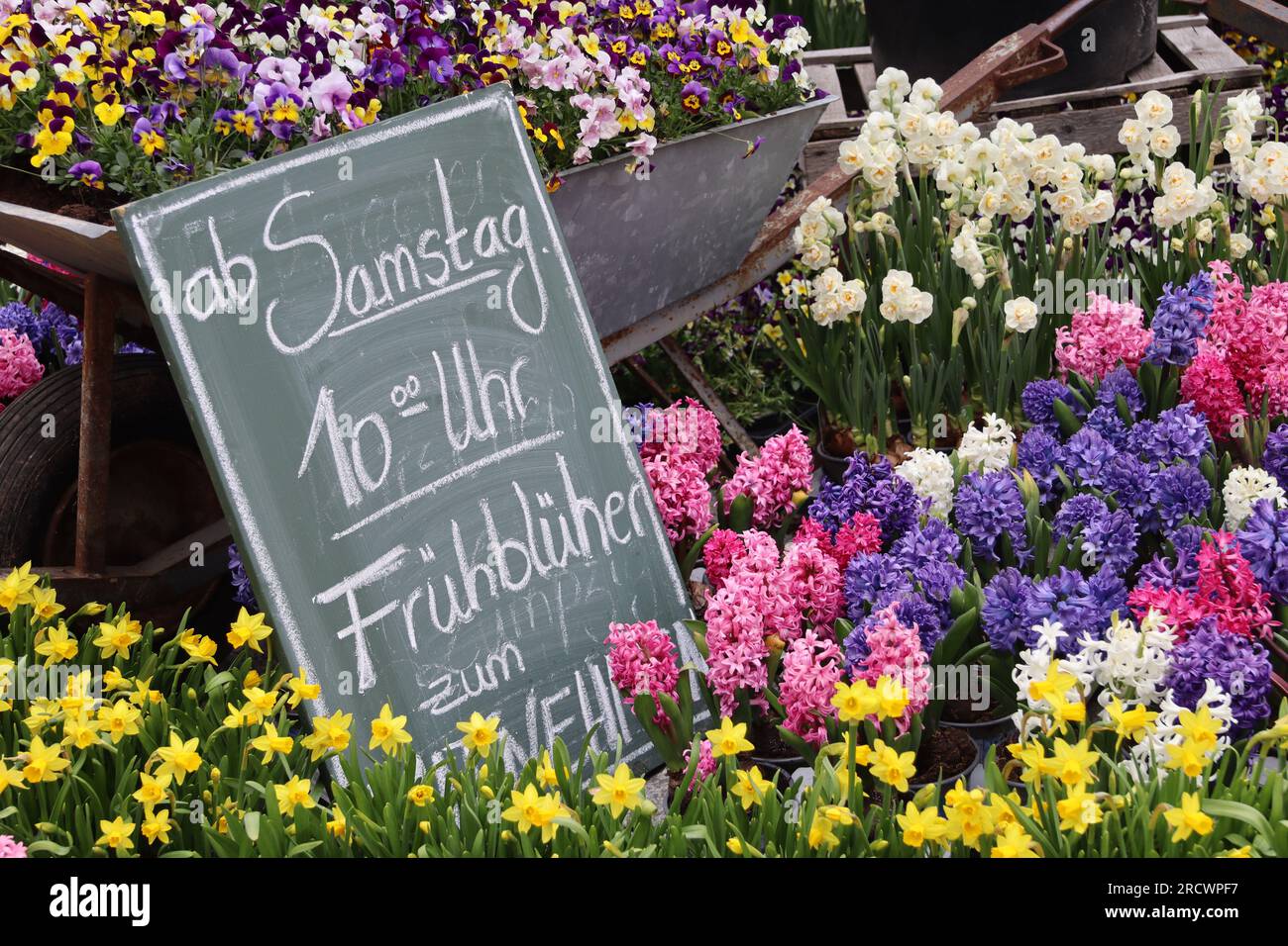 Gera, Thuringia, Germany, Colorful spring flowers in an amazing display ...