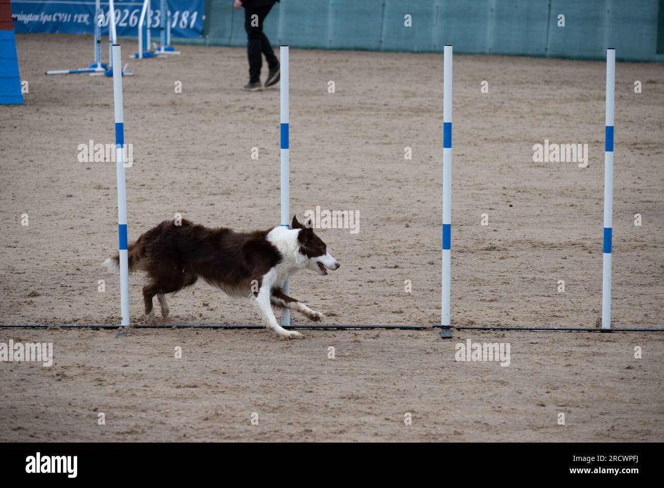 The Junior Open Agility World Championships 2023 Stock Photo - Alamy