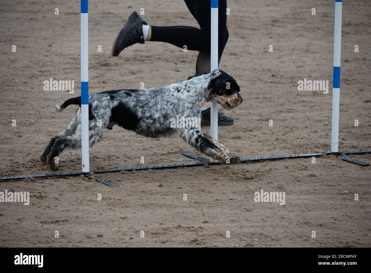 The Junior Open Agility World Championships 2023 Stock Photo - Alamy