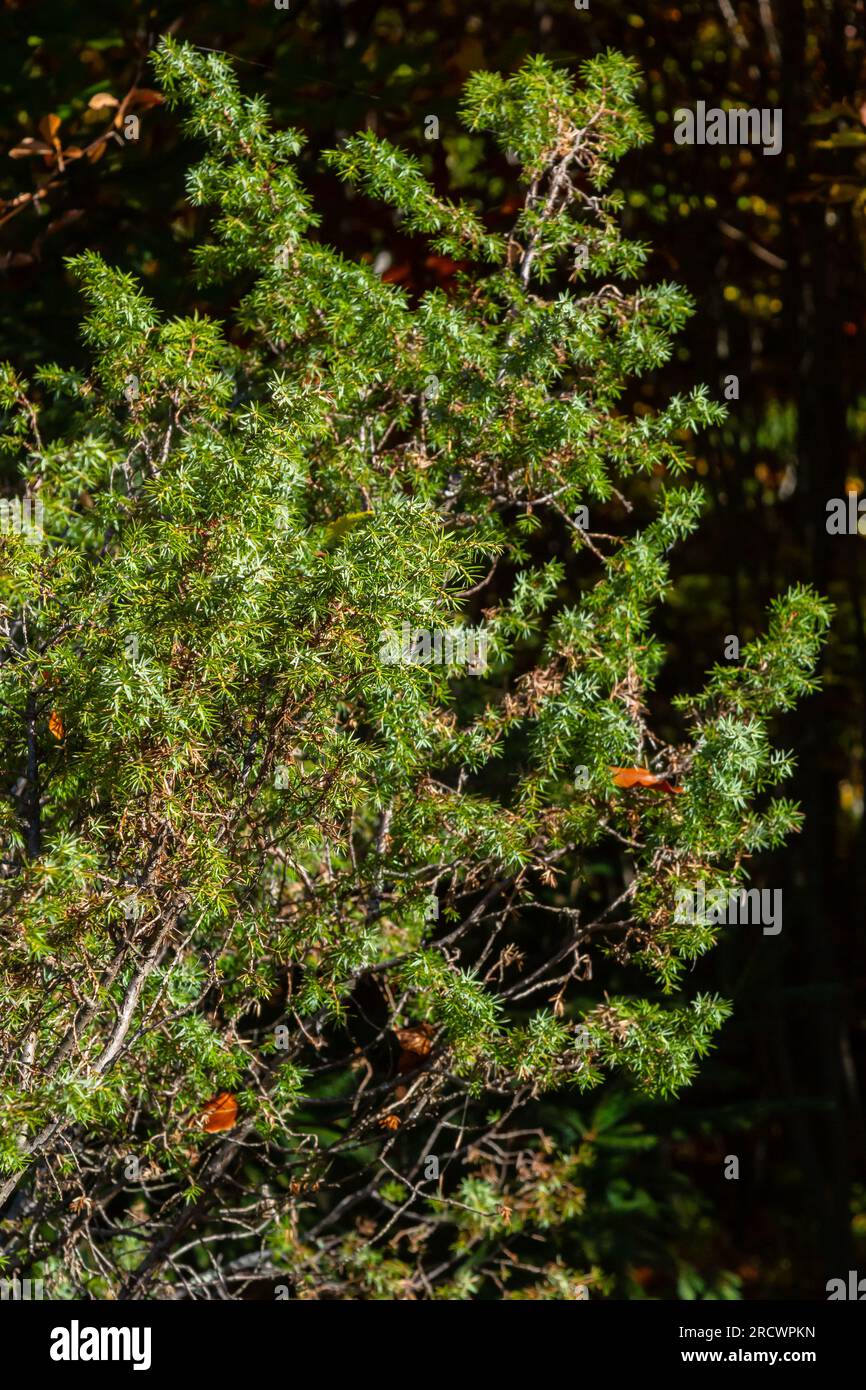 Cupressaceae hi-res stock photography and images - Alamy