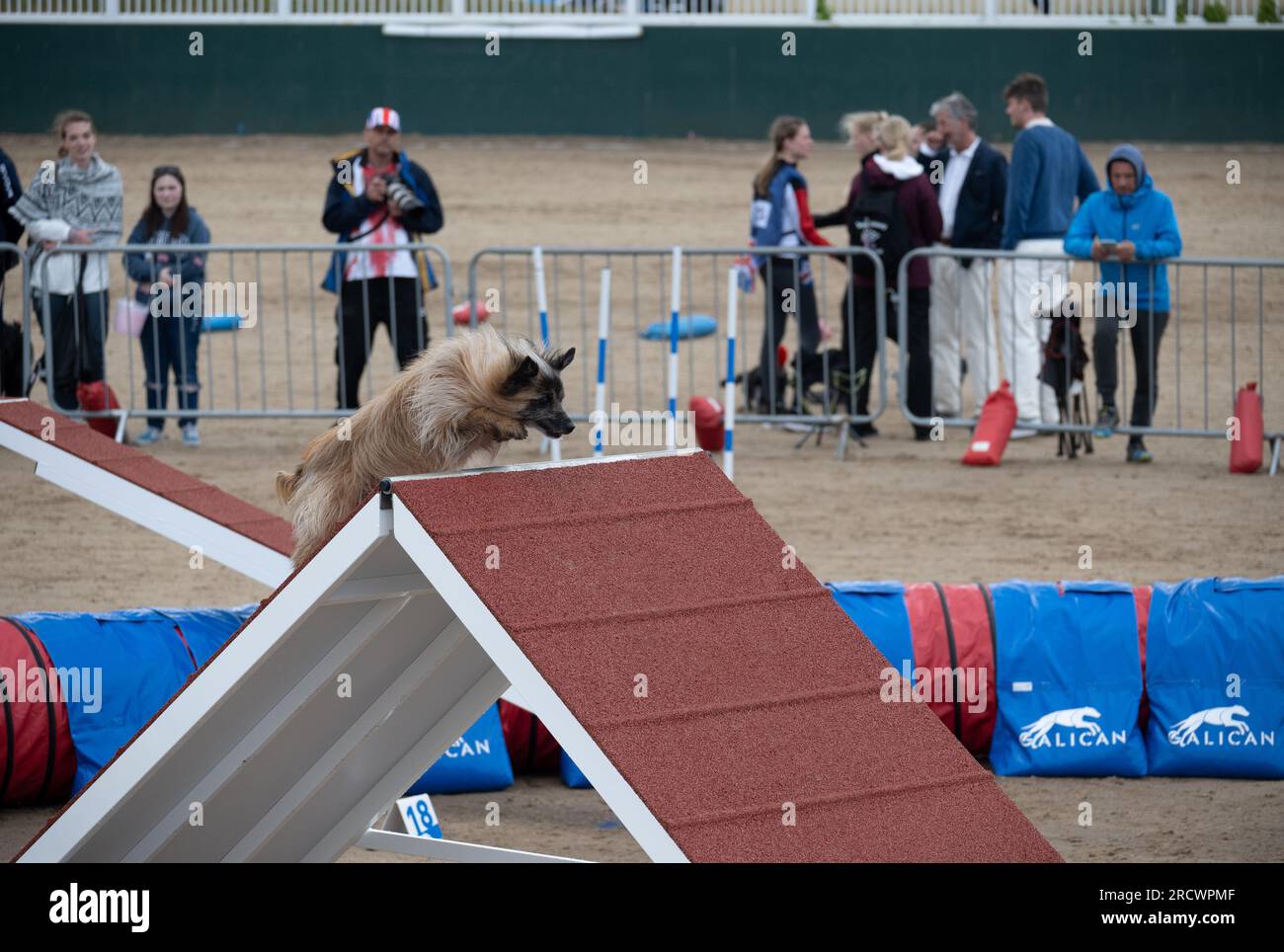 The Junior Open Agility World Championships 2023 Stock Photo - Alamy