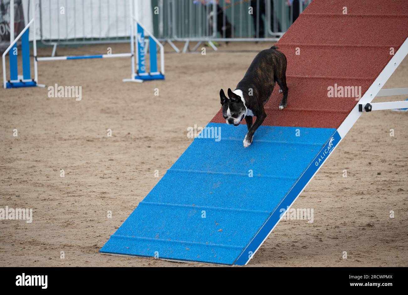 The Junior Open Agility World Championships 2023 Stock Photo - Alamy