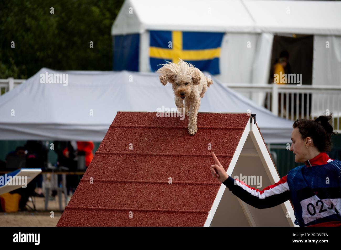 The Junior Open Agility World Championships 2023 Stock Photo - Alamy