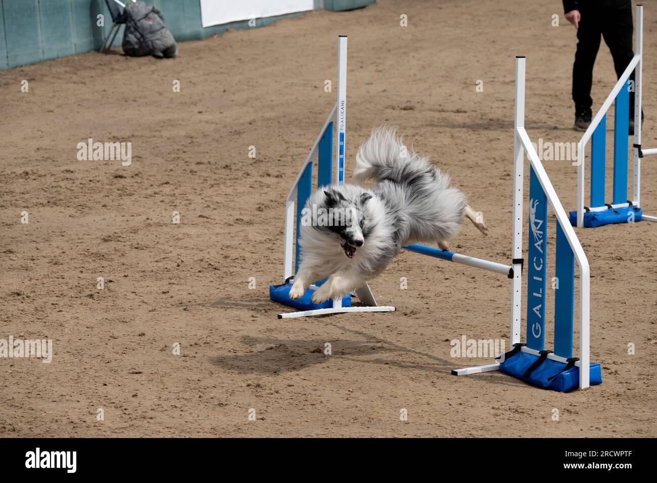 The Junior Open Agility World Championships 2023 Stock Photo - Alamy