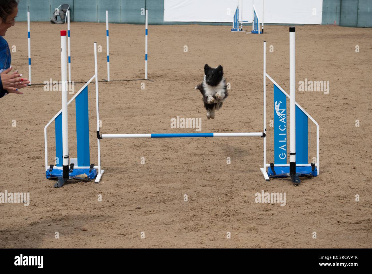 The Junior Open Agility World Championships 2023 Stock Photo - Alamy