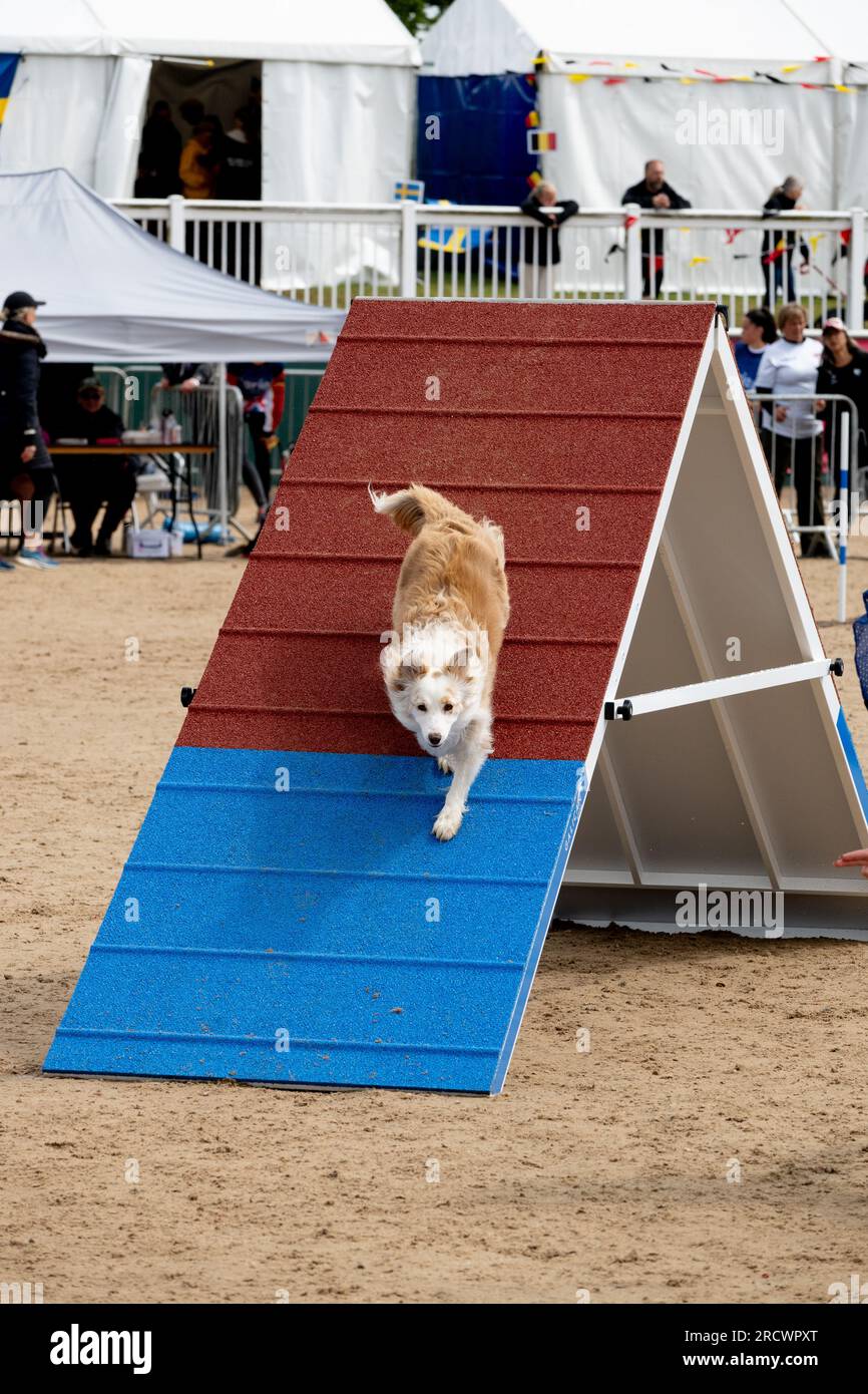 The Junior Open Agility World Championships 2023 Stock Photo - Alamy