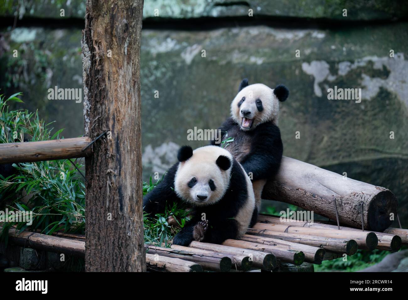 Cute giant pandas at Chongqing Zoo, Chongqing, China. 15th July, 2023 ...