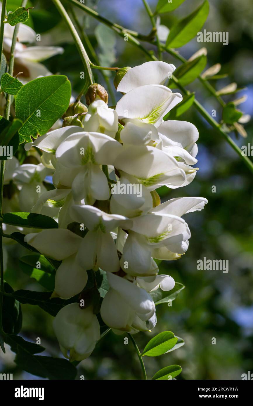 Abundant flowering acacia branch of Robinia pseudoacacia, false acacia ...