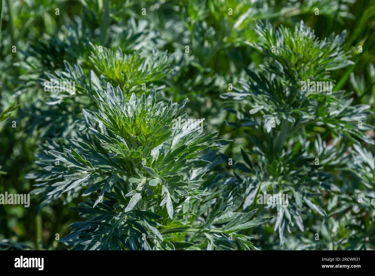 Silver green Wormwood leaves background. Artemisia absinthium, absinthe ...