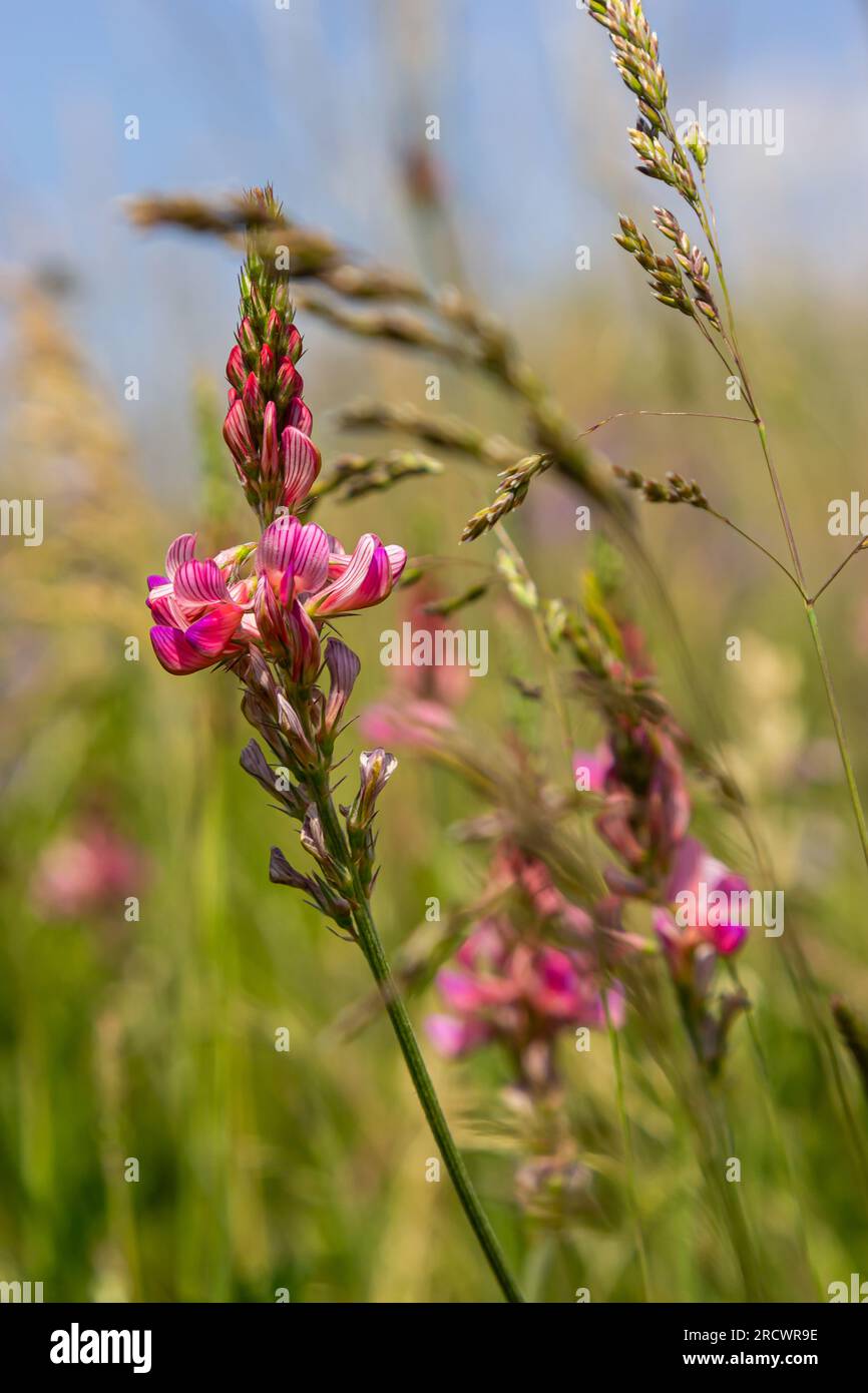 Onobrychis viciifolia inflorescence, common sainfoin with pink flowers ...