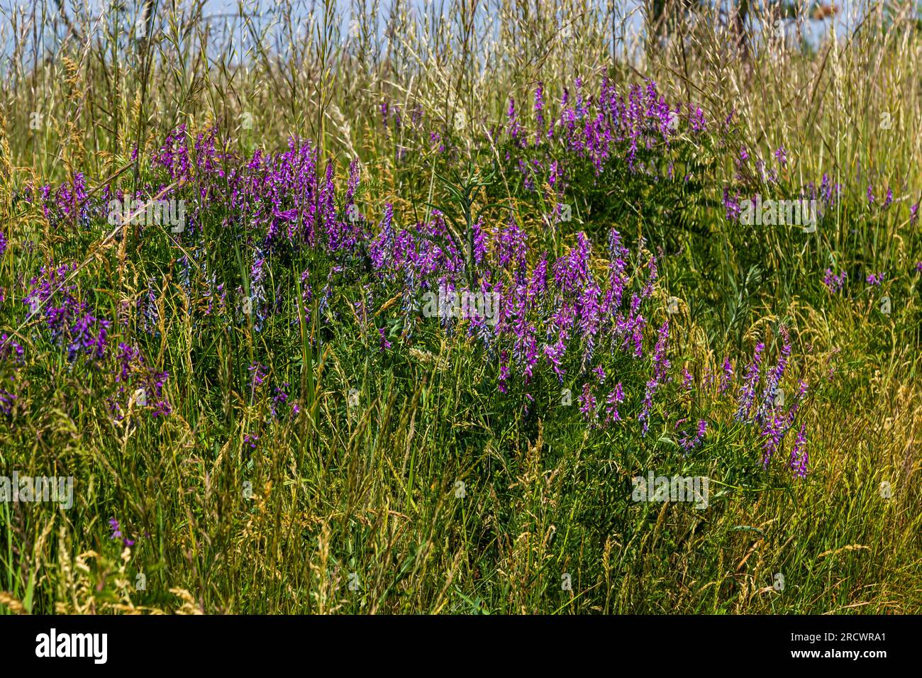 Vetch, vicia cracca valuable honey plant, fodder, and medicinal plant ...