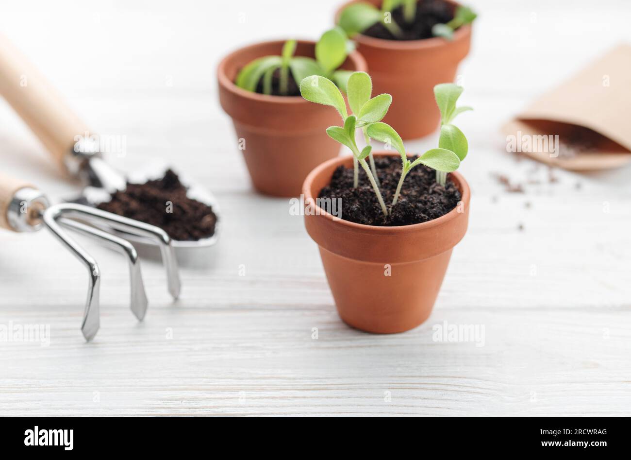 Gardening concept, planting at home. Set of gardening tools and ...