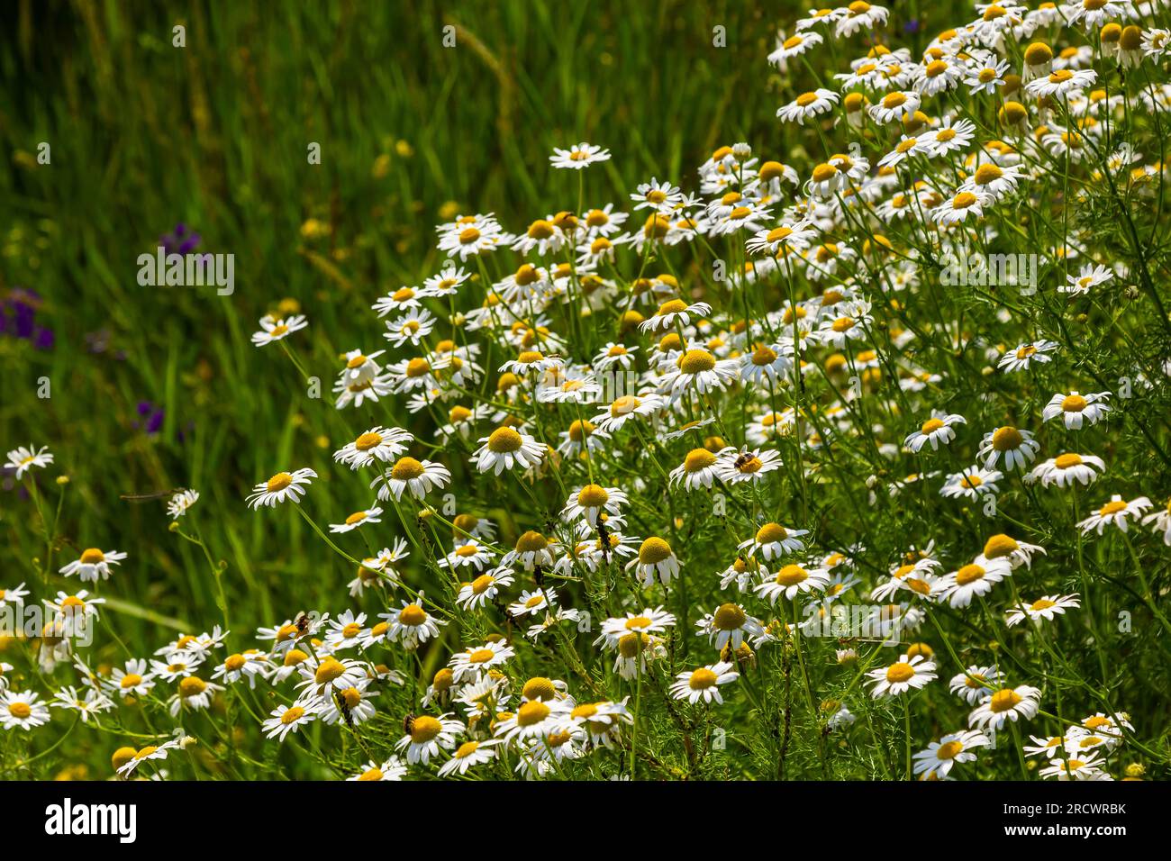 Flesh Flies belong to the family Sarcophagidae. Tripleurospermum ...