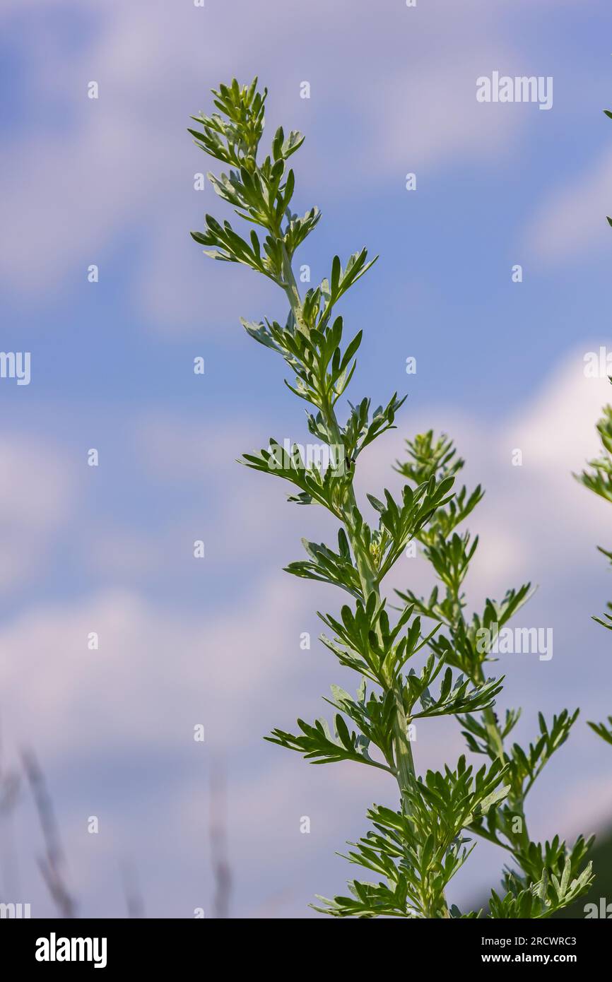 Silver Green Wormwood Leaves Background Artemisia Absinthium Absinthe