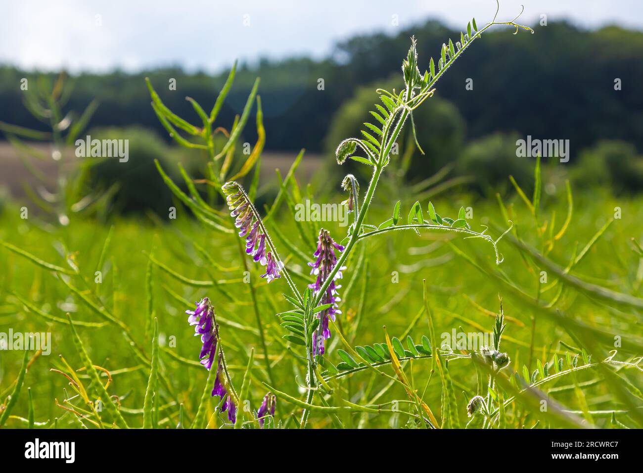 Vetch, vicia cracca valuable honey plant, fodder, and medicinal plant ...