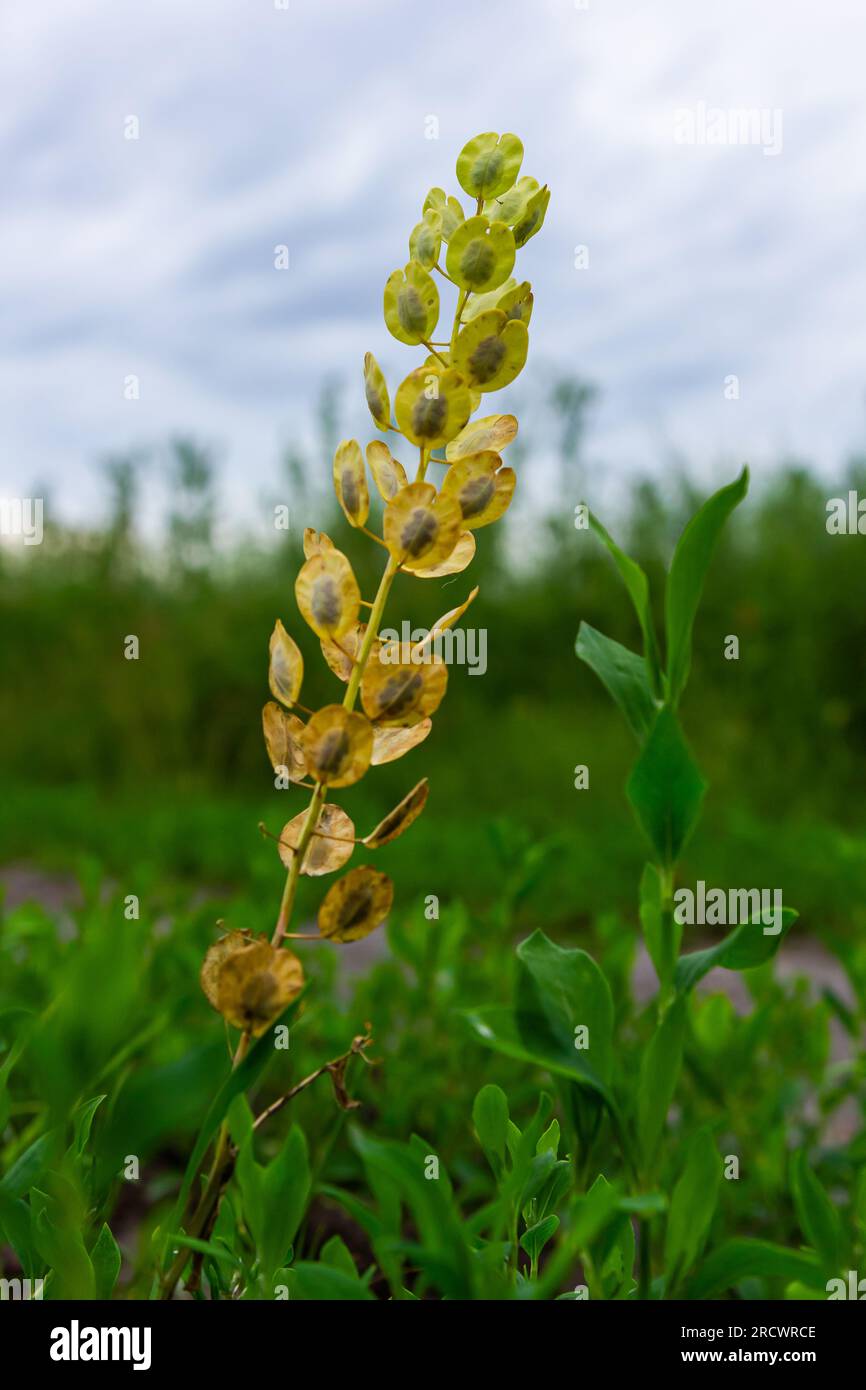 Field pennycress, Thlaspi arvense is an edible plant used in salads ...