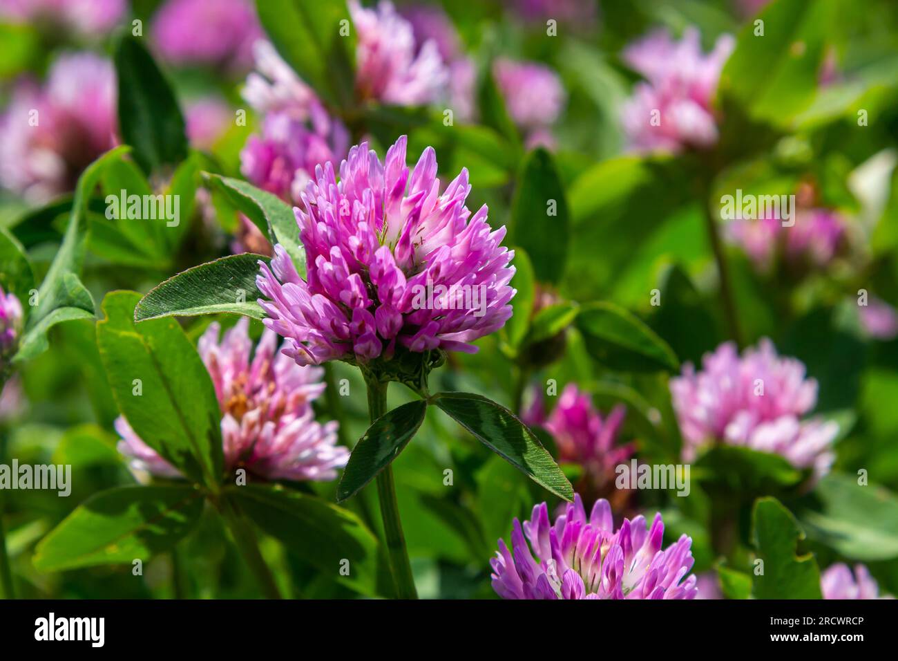 Trifolium pratense, red clover. Collect valuable flowers fn the meadow ...