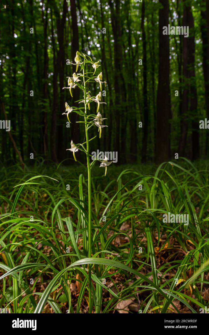 Platanthera bifolia, commonly known as the lesser butterfly-orchid is a ...