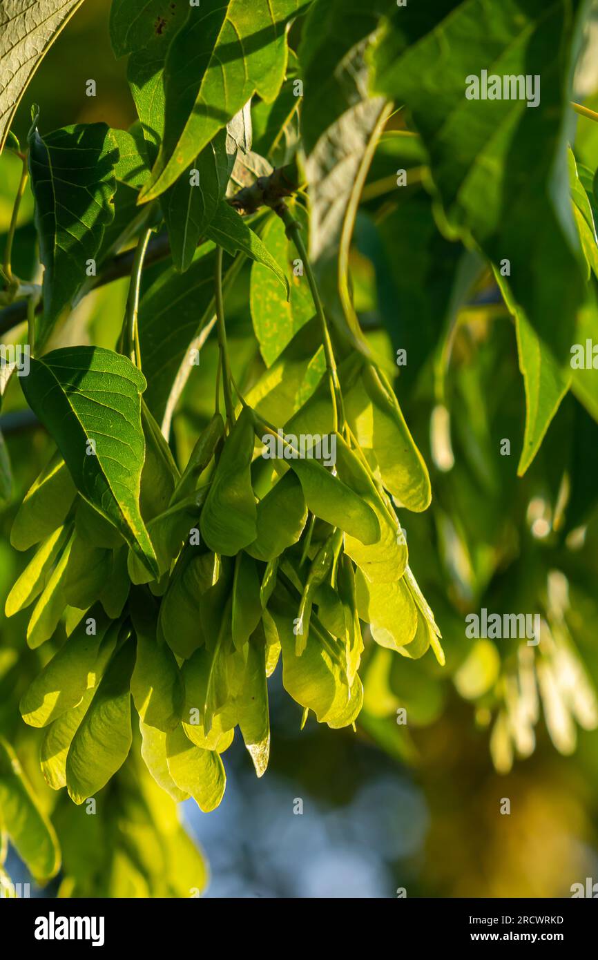 Field maple fruits hi-res stock photography and images - Alamy