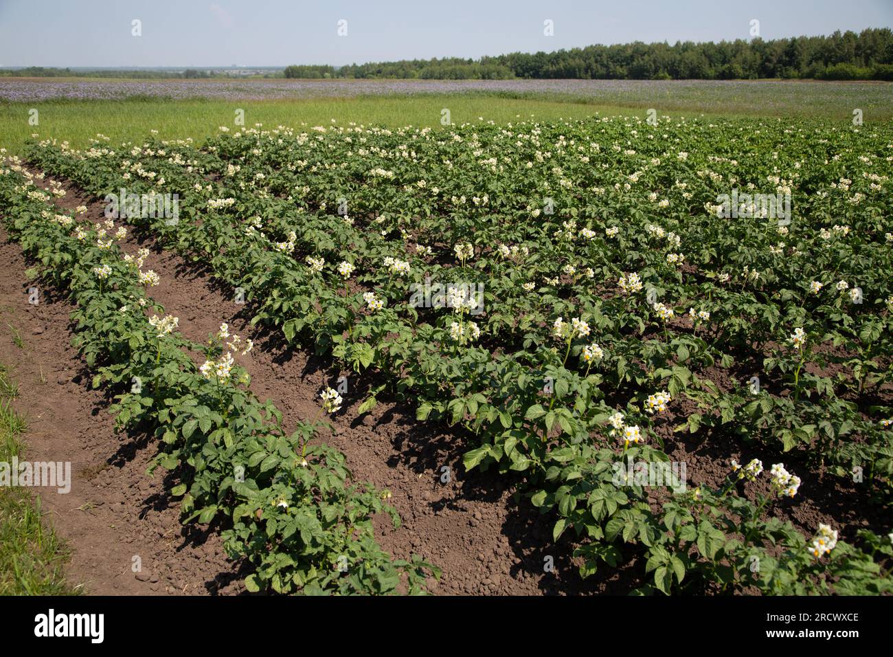 Potato flowers blooming in agriculture organic farm. potato farming and ...