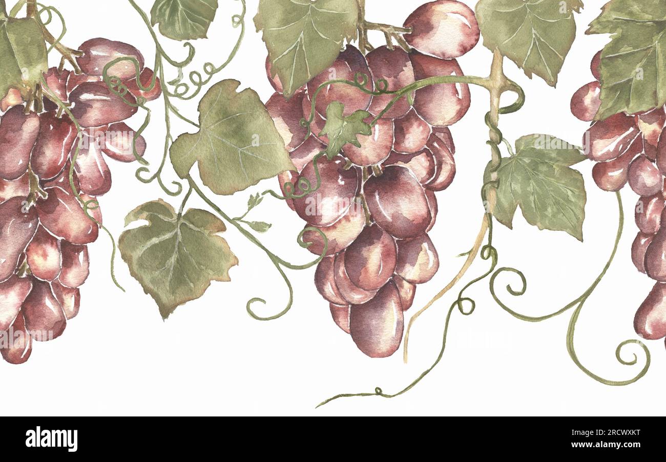 Watercolor Grape illustration. Floral Seamless watercolor border ...