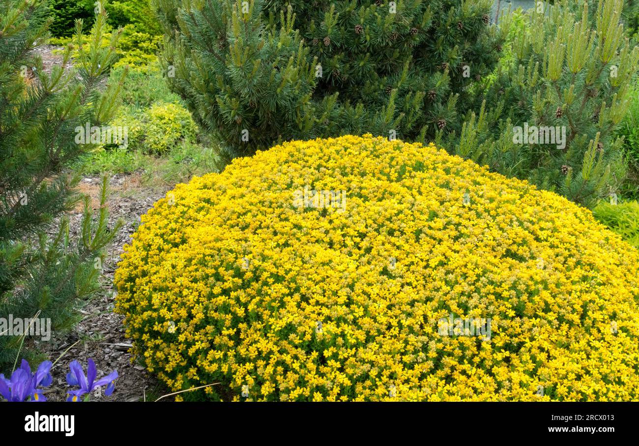 Spanish Broom, Genista hispanica, Yellow, Genista Garden Pinetum Stock ...