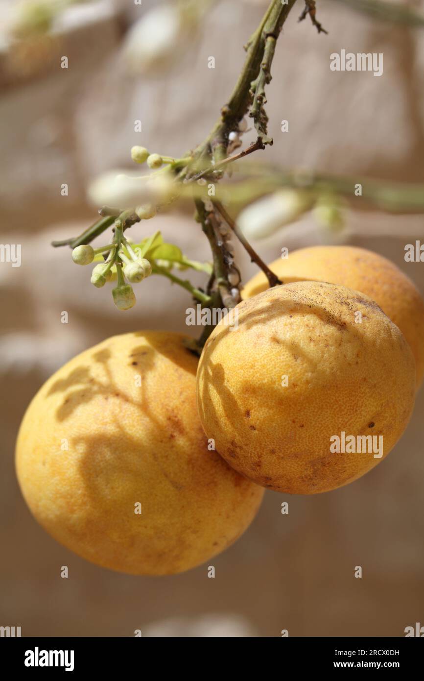 Ripe grapefruits growing from a pot on a sunny verandah, Sicily, Italy ...
