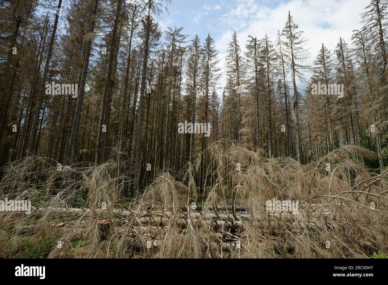 Bavarian Forest / Germany - Collapse of an unnatural, low resilience ...