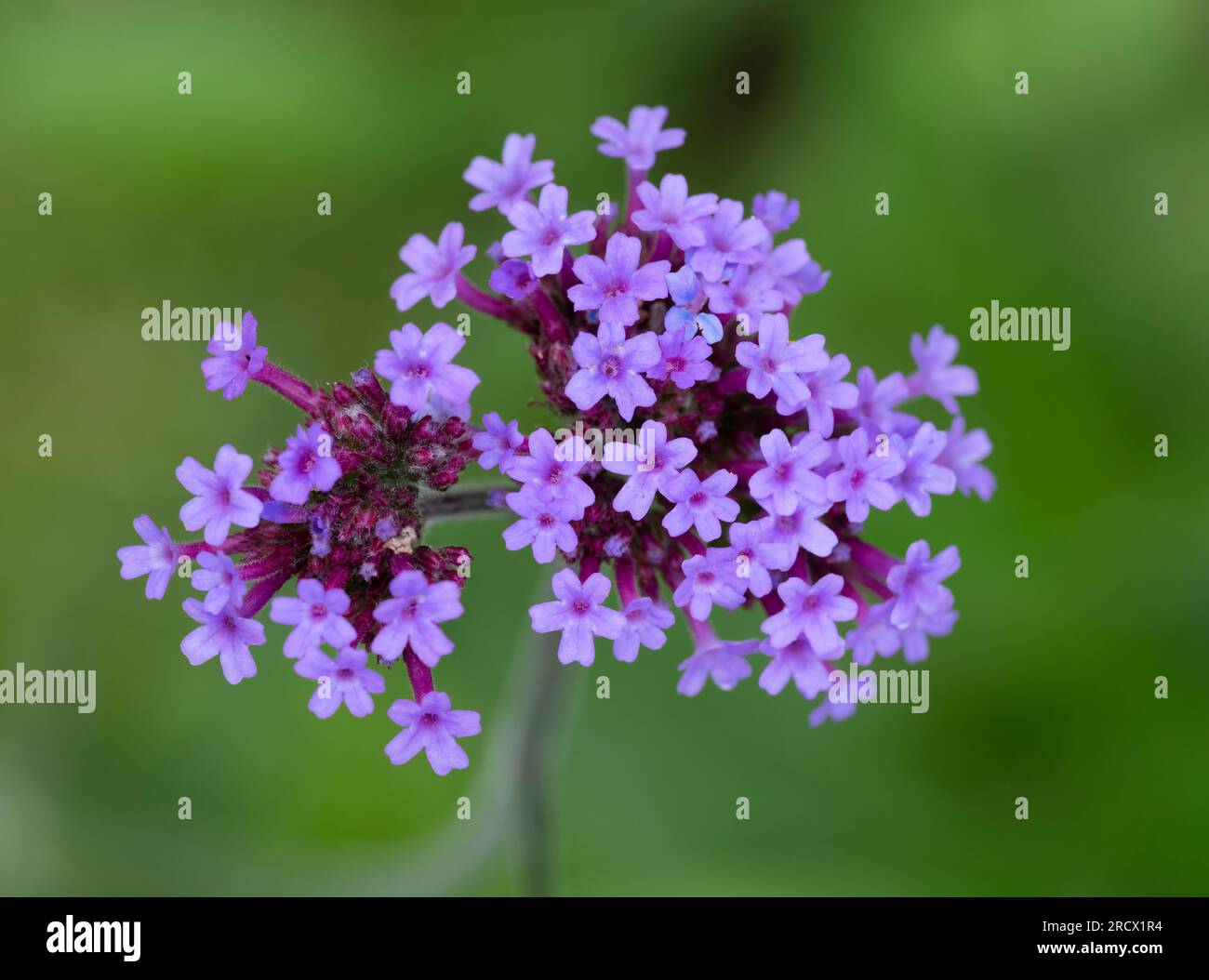 Verbena plant hi-res stock photography and images - Alamy