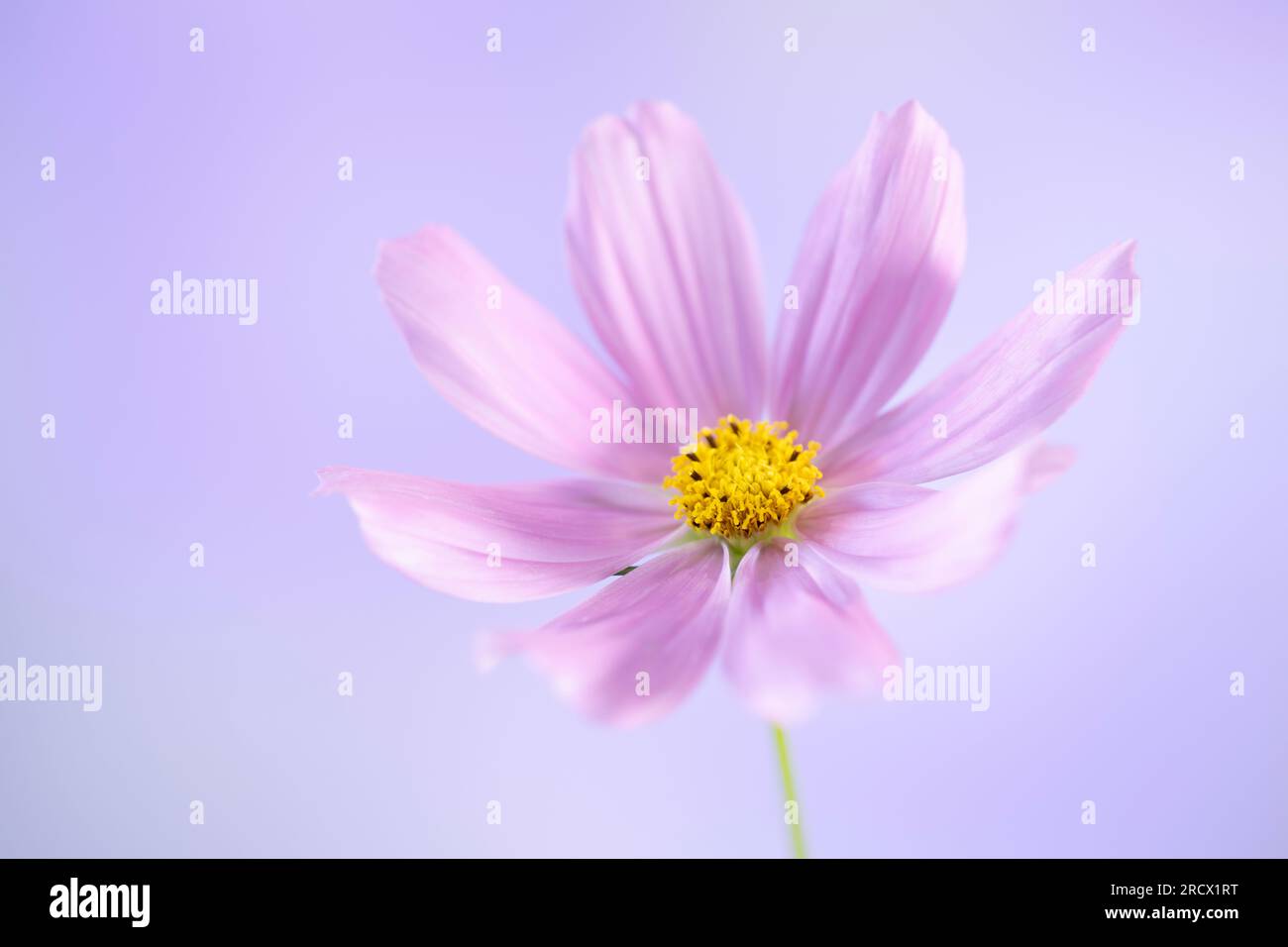 A beautiful, pink Cosmos flower, (Cosmos bipinnatus), photographed against a soft pink ...