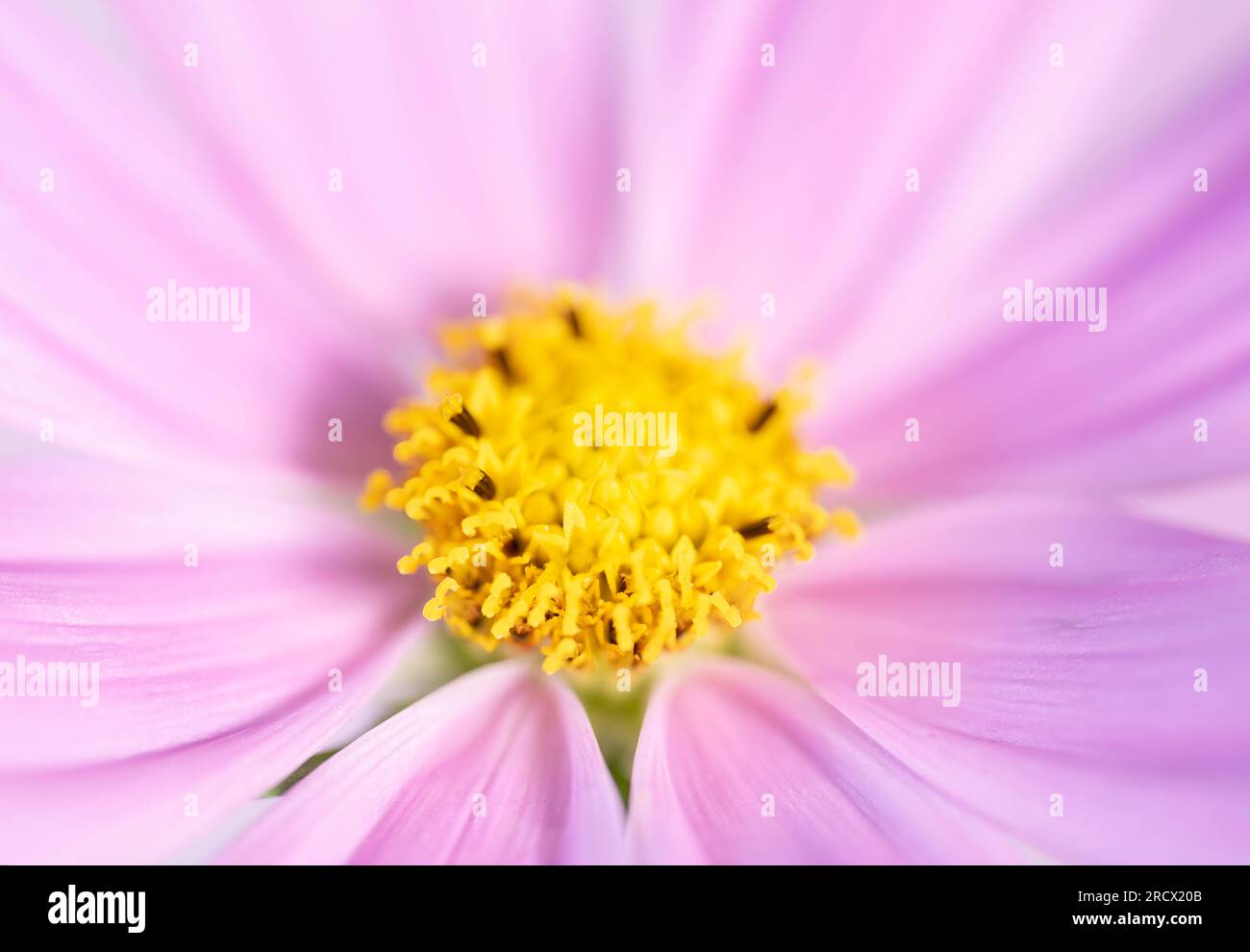 A beautiful, pink Cosmos flower, (Cosmos bipinnatus), photographed ...