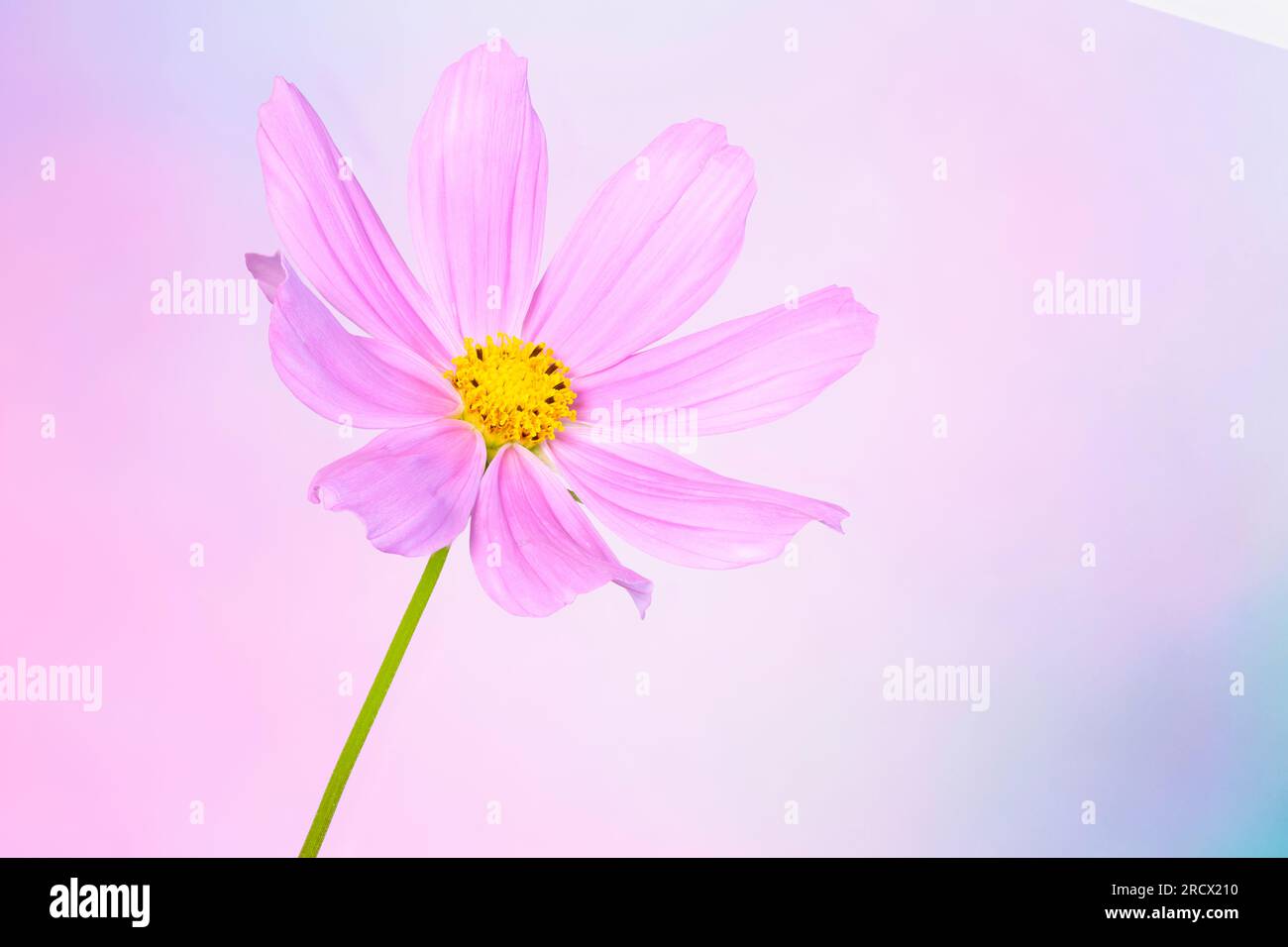 A beautiful, pink Cosmos flower, (Cosmos bipinnatus), photographed ...