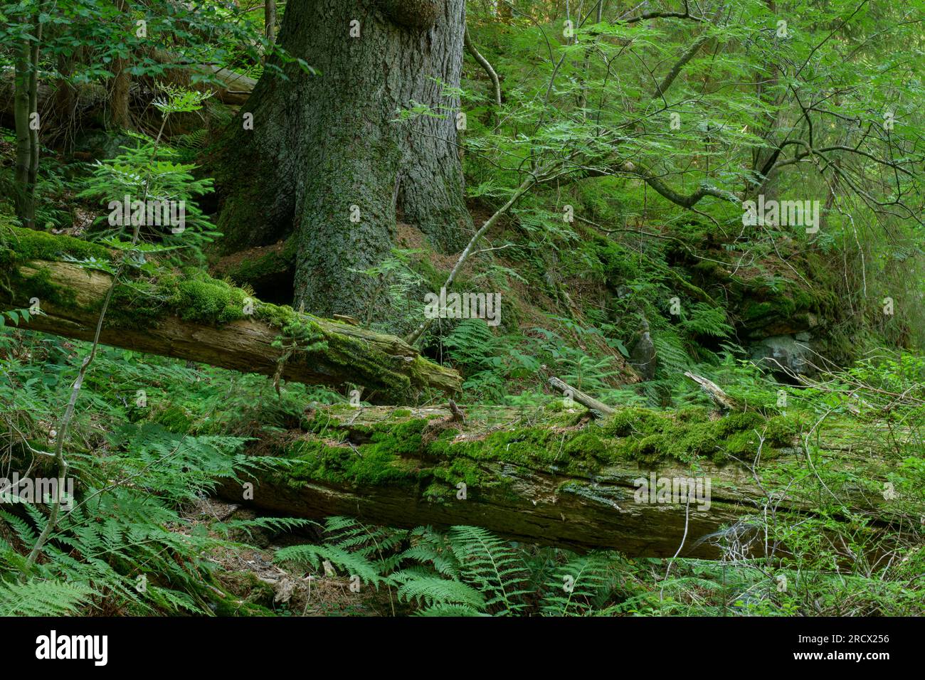 Bavarian Forest / Germany - Primary forest relict on steep slopes near ...