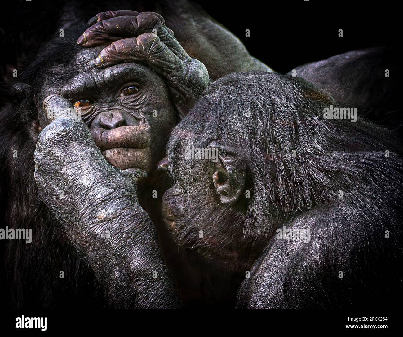 An unamused bonobo ape is getting its head squeezed by a curious friend ...