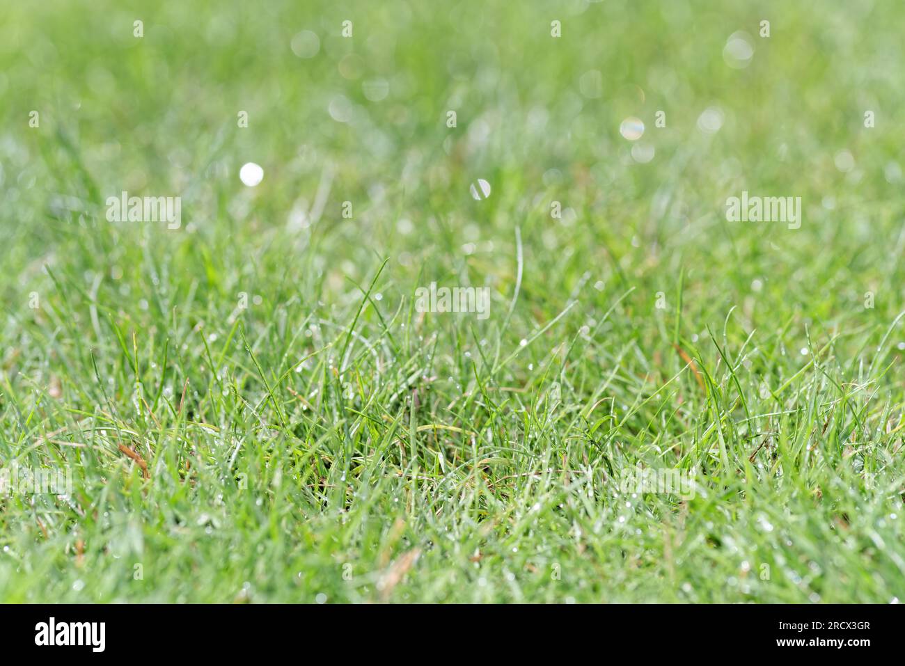 Low angle grass view plant hi-res stock photography and images - Alamy