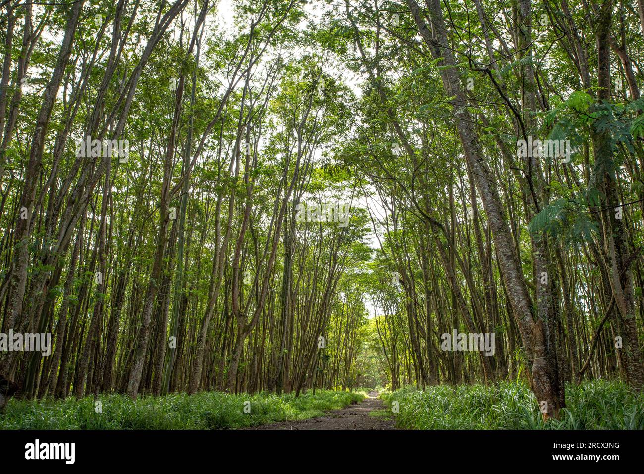 Tropical plantation forest with receding road, Kauai Stock Photo - Alamy