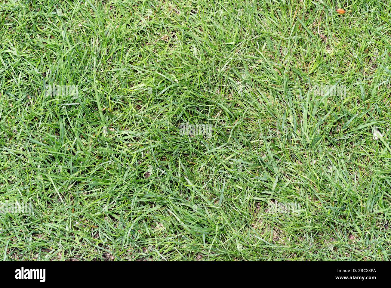 Uncut leaf hi-res stock photography and images - Alamy