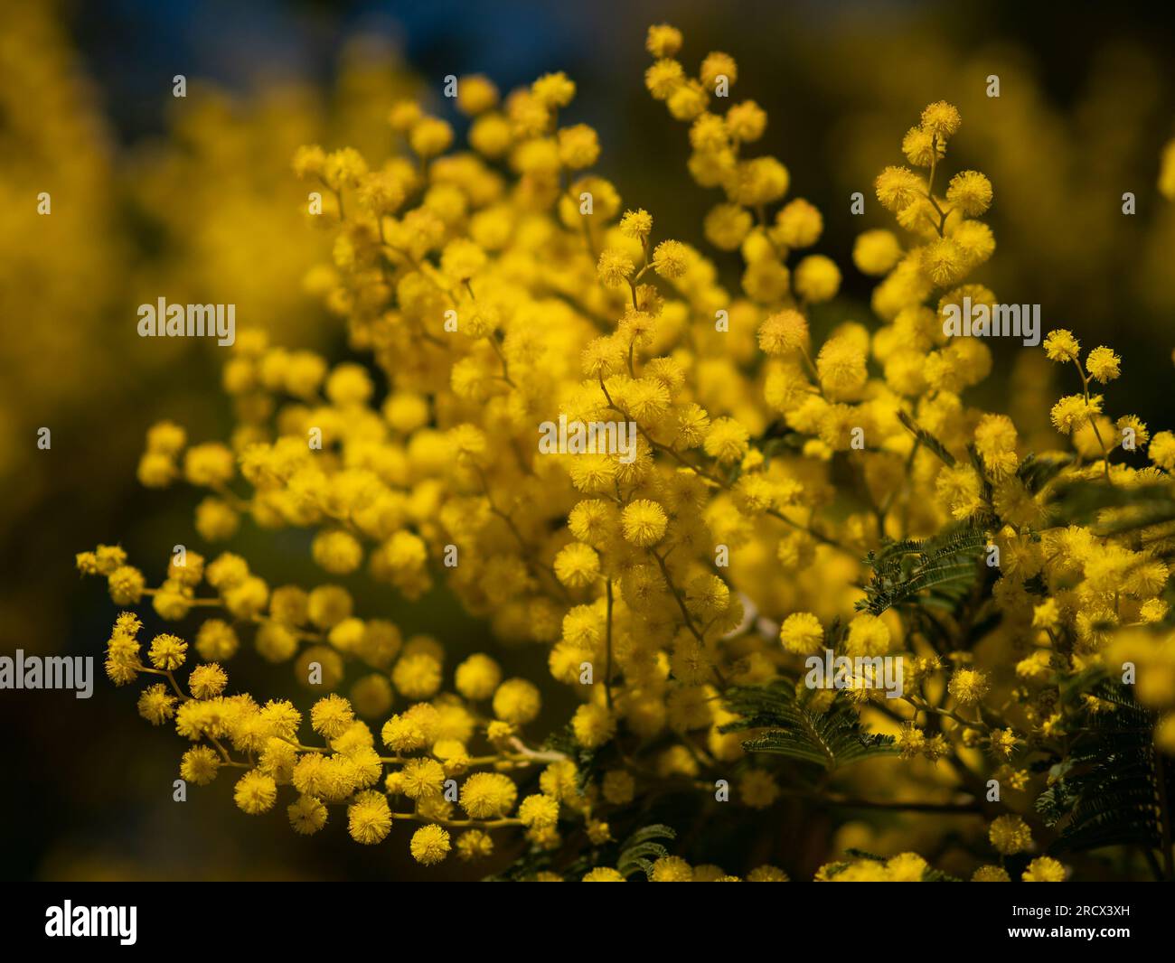 Beautiful bright yellow hairy mimosa flowers close-up. Blooming mimosa ...