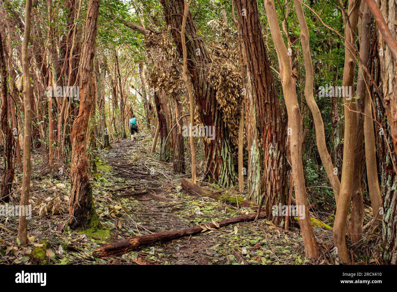 Hiking through Kauai forest Stock Photo - Alamy