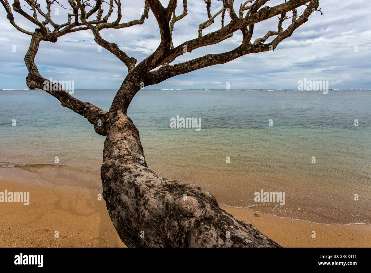 Tree spanning out over Anini Beach calm ocean waters, Kauai Stock Photo ...