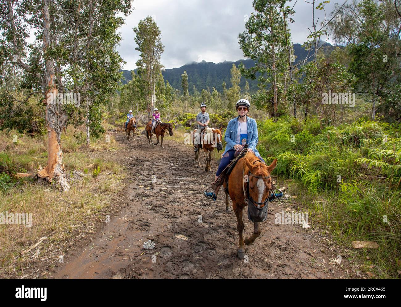 Line of horses on muddy path trail ride, Kauai Stock Photo - Alamy