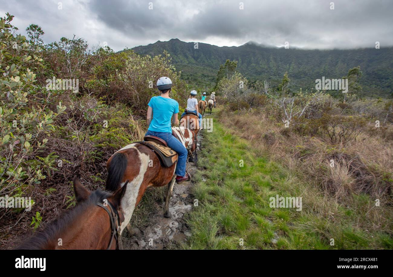 Riding horses in Kauai's caldera Stock Photo - Alamy