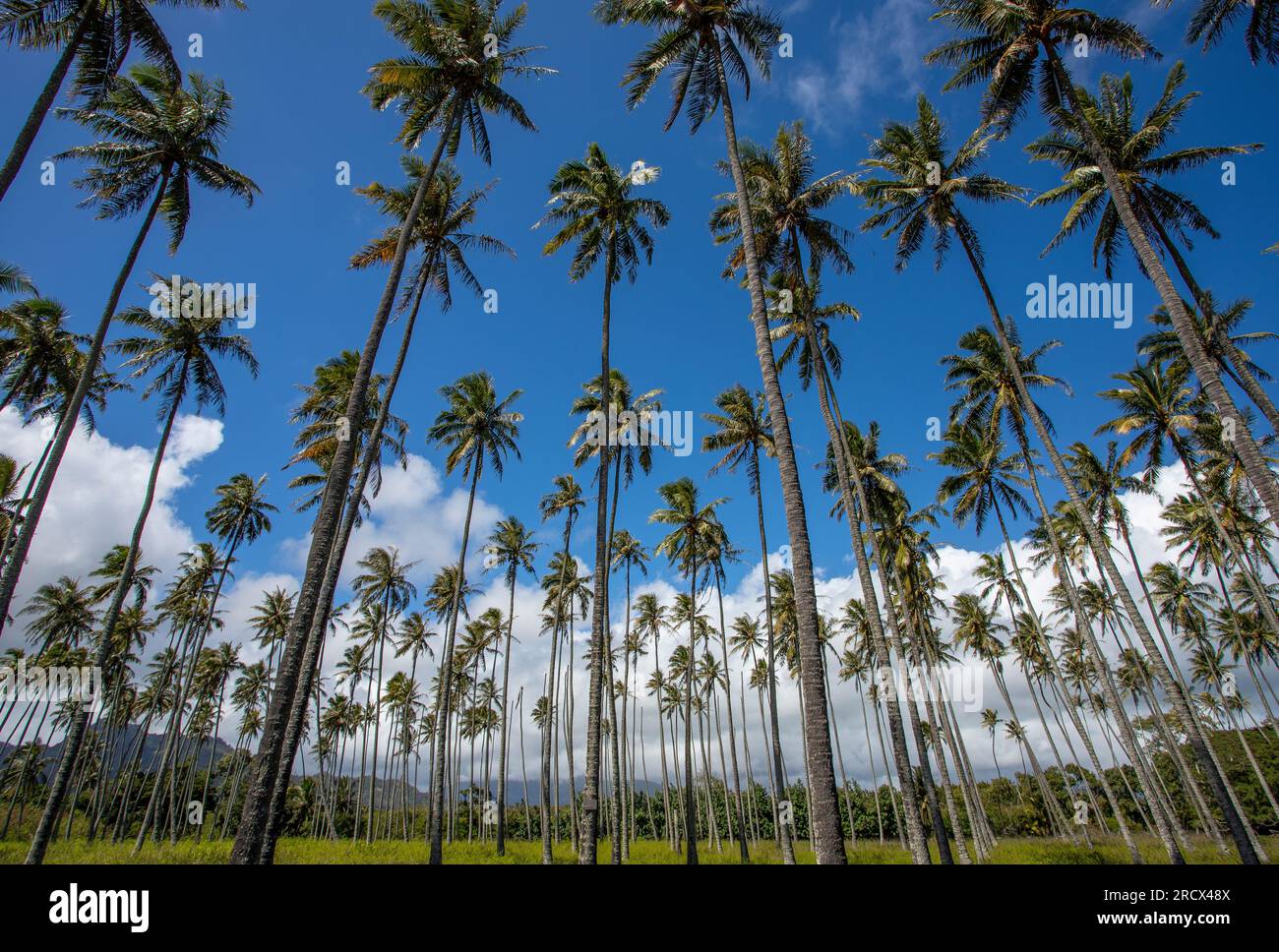 Palm trees reaching for the sky, Coconut Plantation, Wailua, Kauai ...