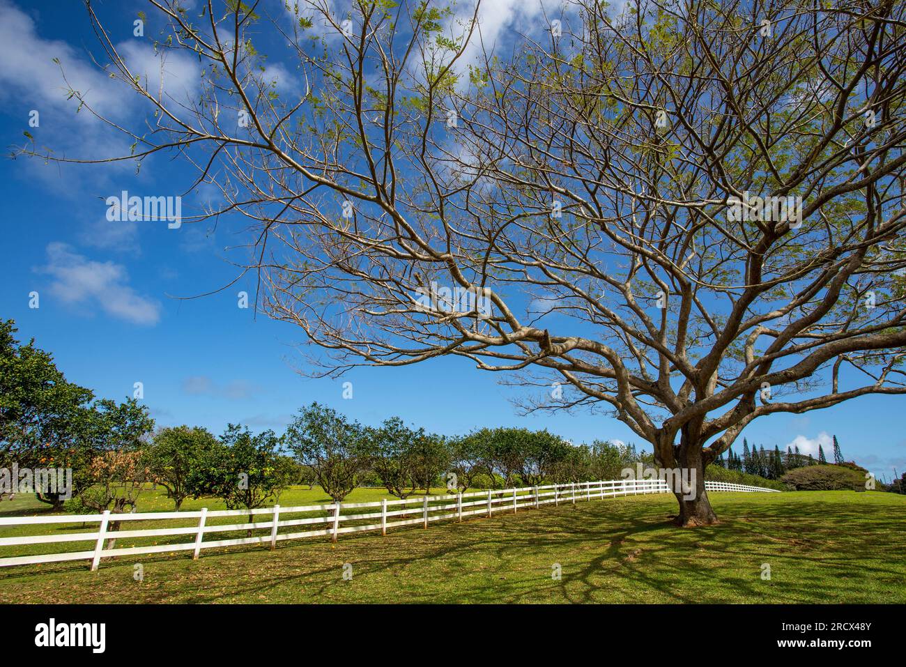 Fence line and elegant tree in Kauai Stock Photo - Alamy
