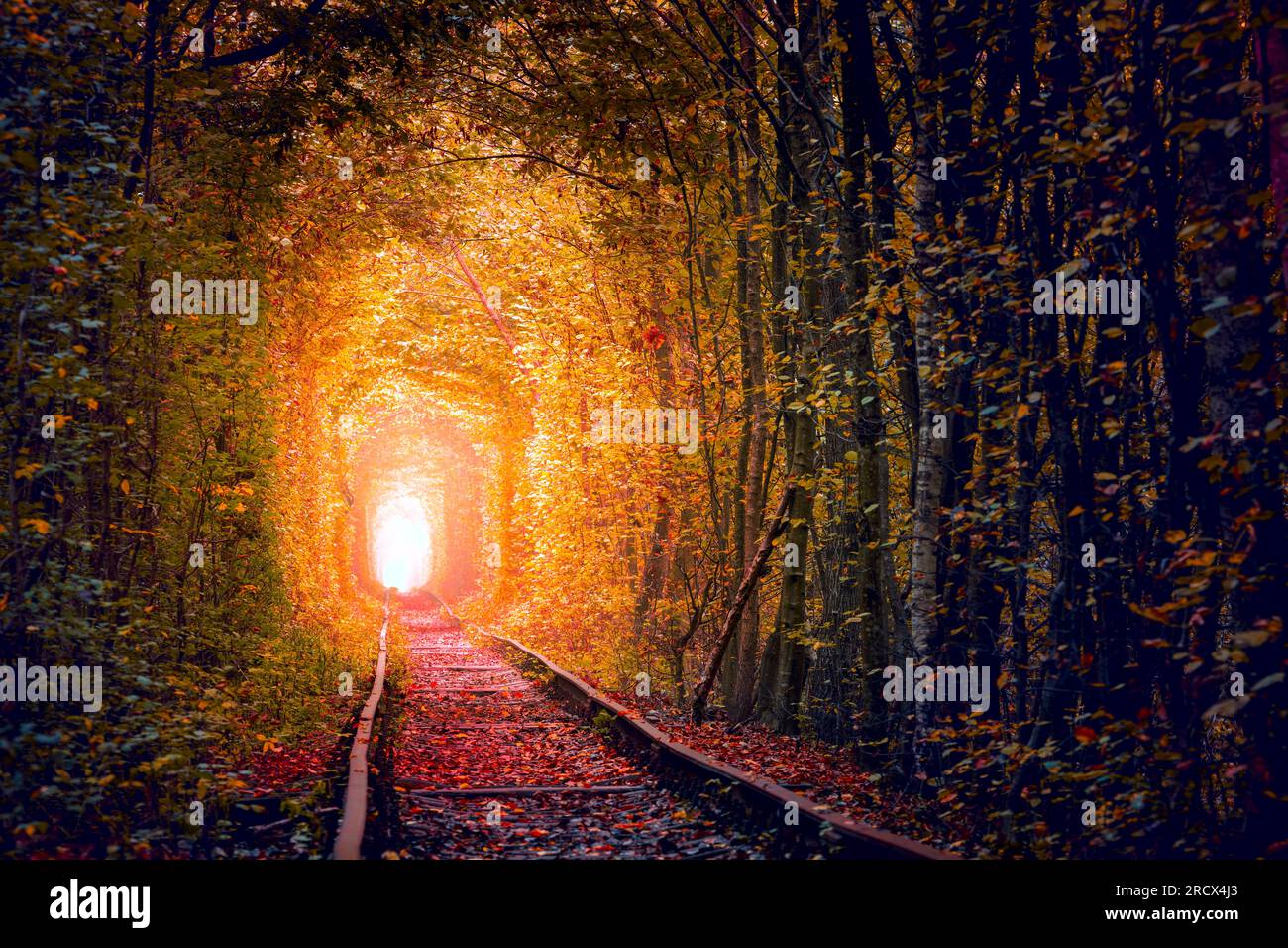 Old Autumn Trees Tunnel with old railway - Tunnel of Love. Natural ...