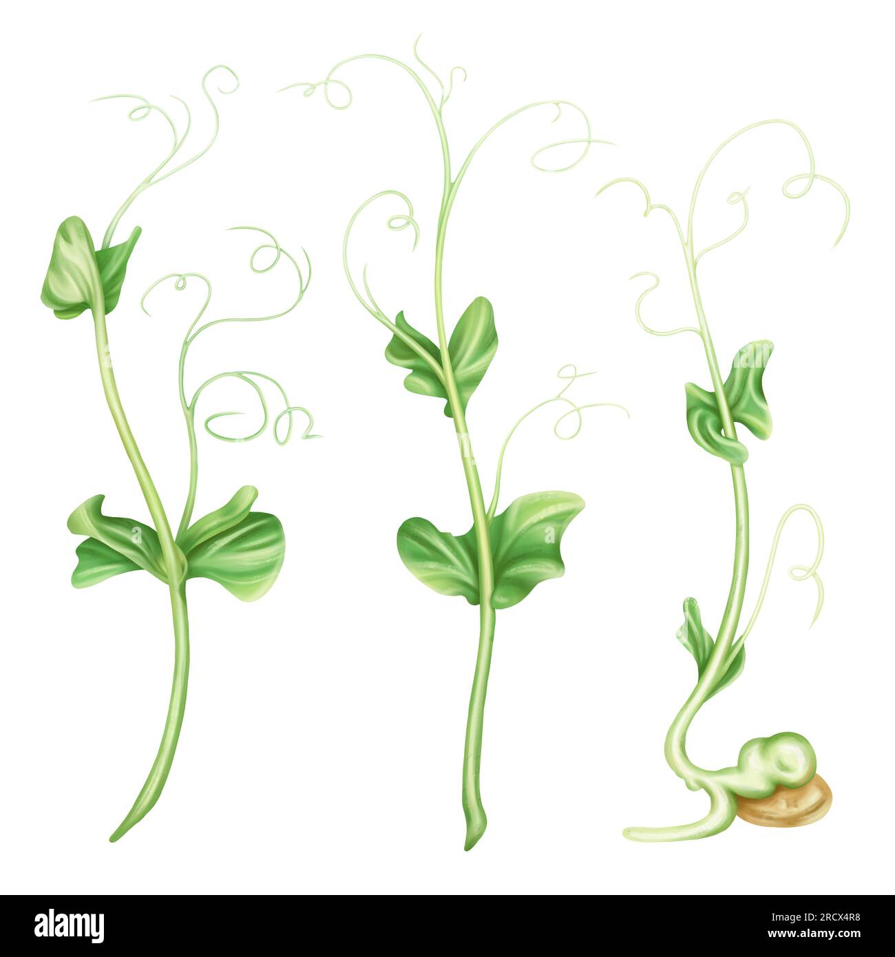 Illustration of micro-green peas in watercolor style. Young seed ...