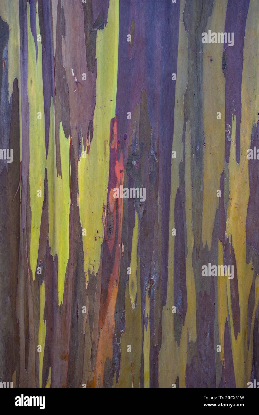 Colorful trunk rainbow eucalyptus hi-res stock photography and images ...
