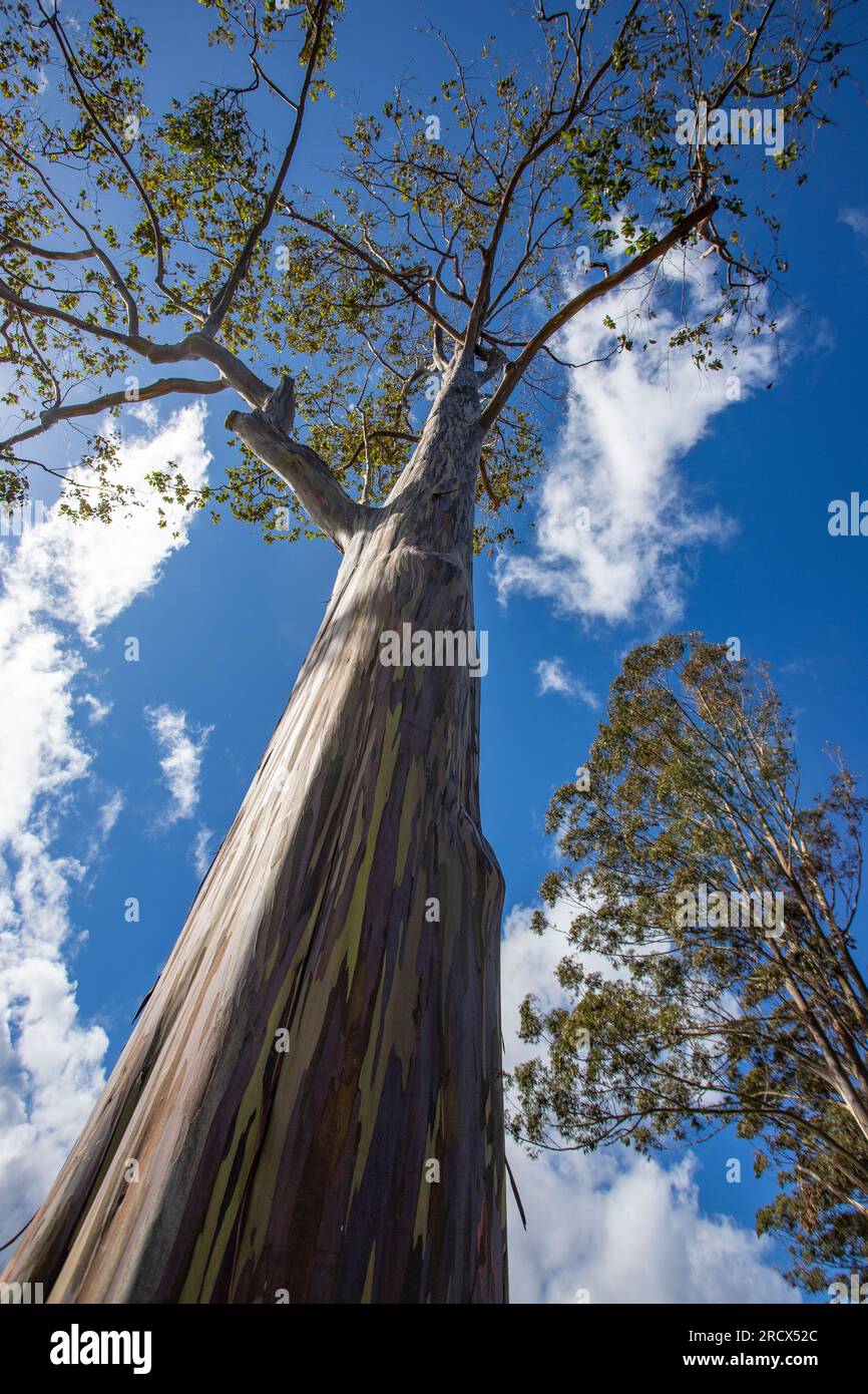 Rainbow Gum Tree In Farmville