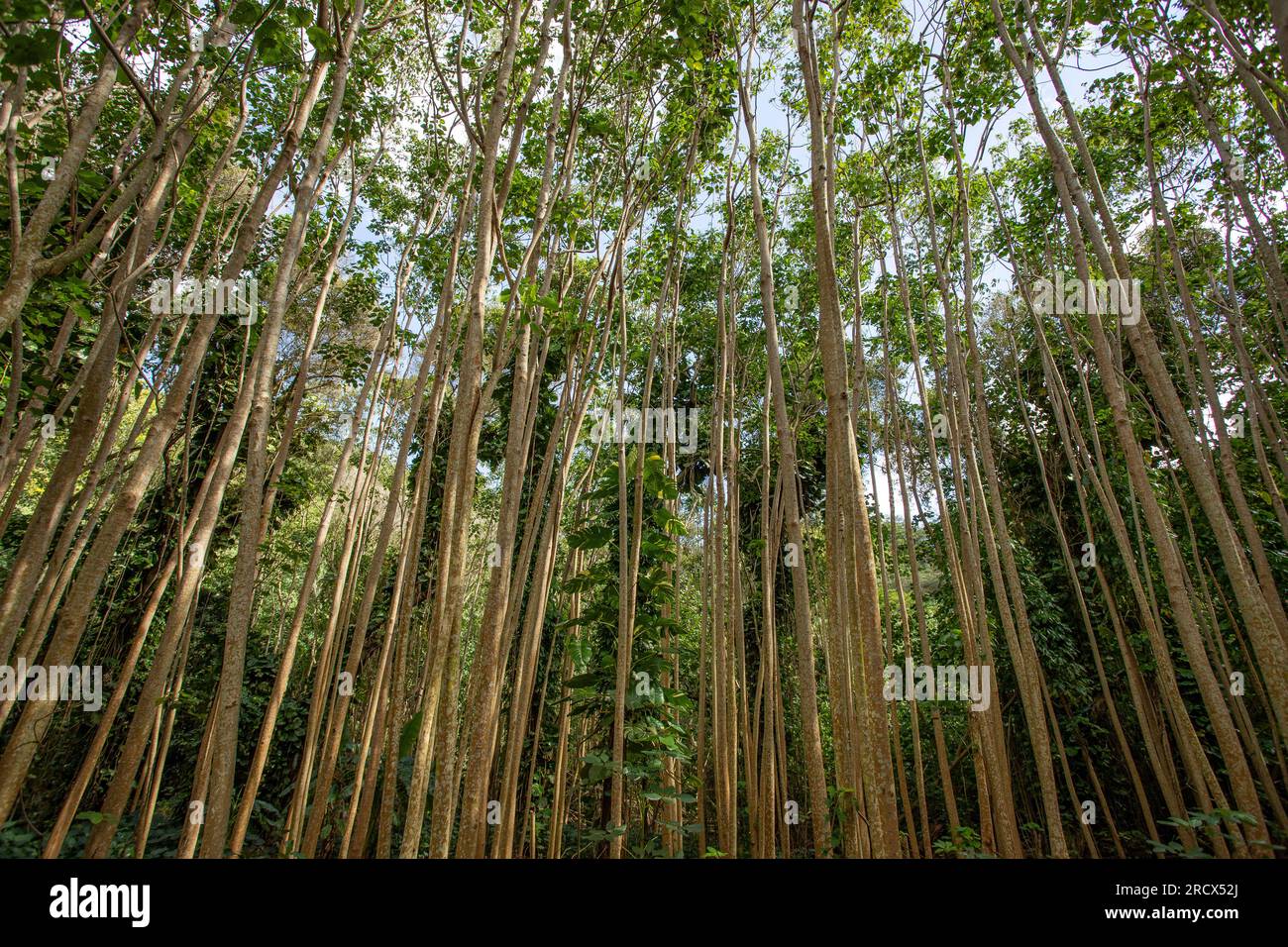 Hawaii fern forest hi-res stock photography and images - Alamy
