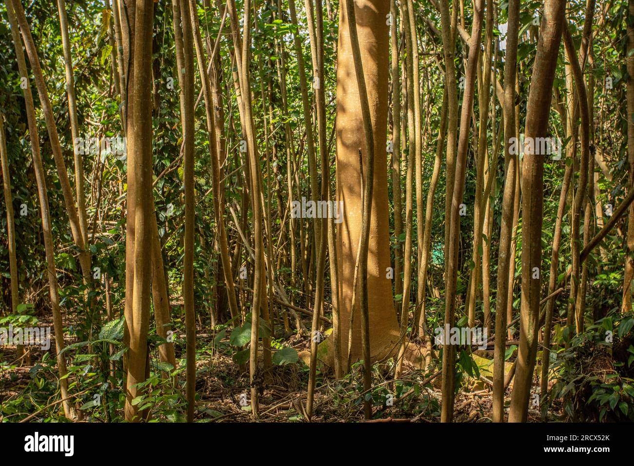 Hawaii fern grotto hi-res stock photography and images - Alamy